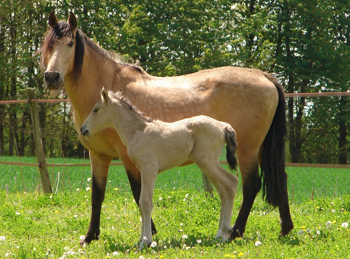 Elevage de chevaux, juments et poulains, Vol Libre Provins (77) élevage Provins